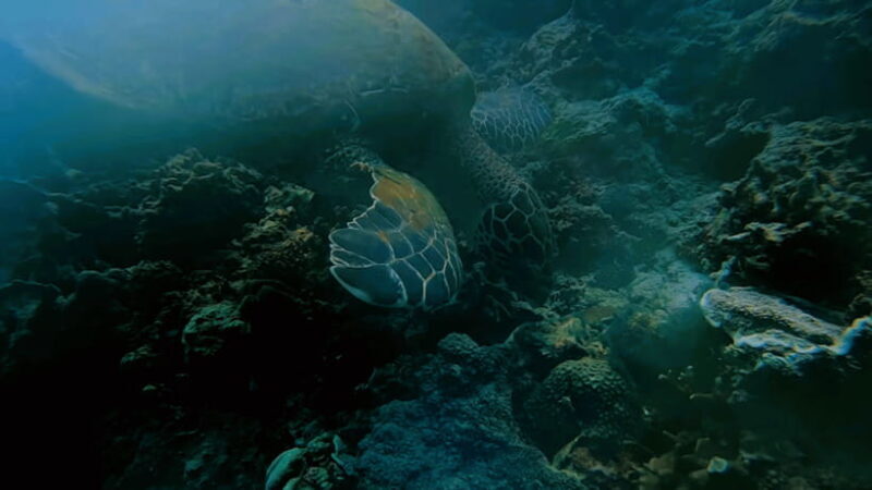 Cebu: Island Hopping Pescador,Sardine Run andTurtle Paradise - The Sum Up