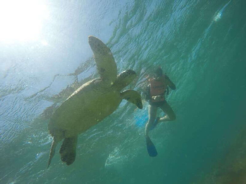 Cebu: Kawasan Canyoneering & Sardines Run and Turtle Chase - The Marine Life Highlight: Sardines & Turtles