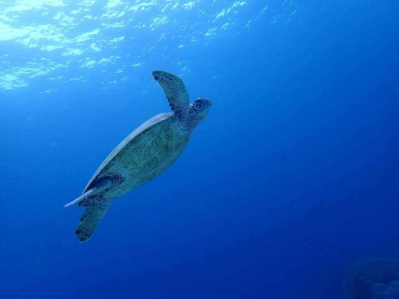 Cebu: Kawasan Canyoning, Moalboal Snorkeling, & Turtles Tour - Authentic Feedback from Participants