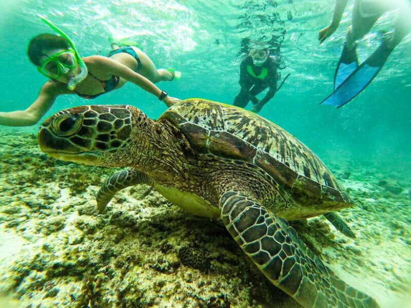 Cebu: Kawasan Canyoning, Moalboal Snorkeling, & Turtles Tour - FAQ