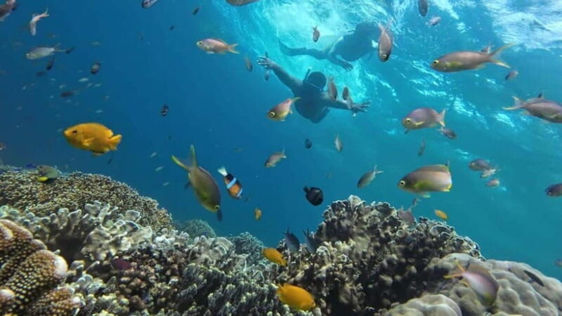 Cebu: Mactan Island Hopping Tour with Snorkeling - Key Points