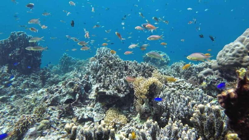 Cebu: Mactan Island Hopping Tour with Snorkeling - Exploring Cebu’s Best Marine Spots