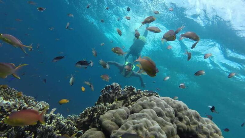 Cebu Moalboal Adventure Combo: Snorkel & Canyoneering +Lunch - Key Points