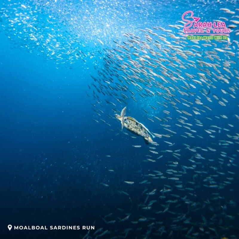 Cebu: Moalboal & Kawasan Canyoneering Adventure - A few considerations