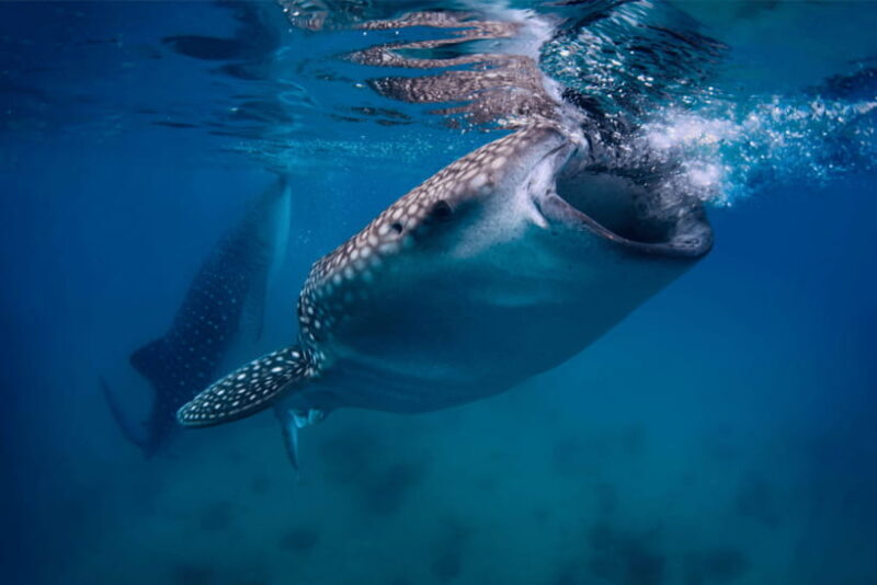 Cebu: Moalboal Sardine Run, Turtles & Oslob Whale Shark Tour - Key Points