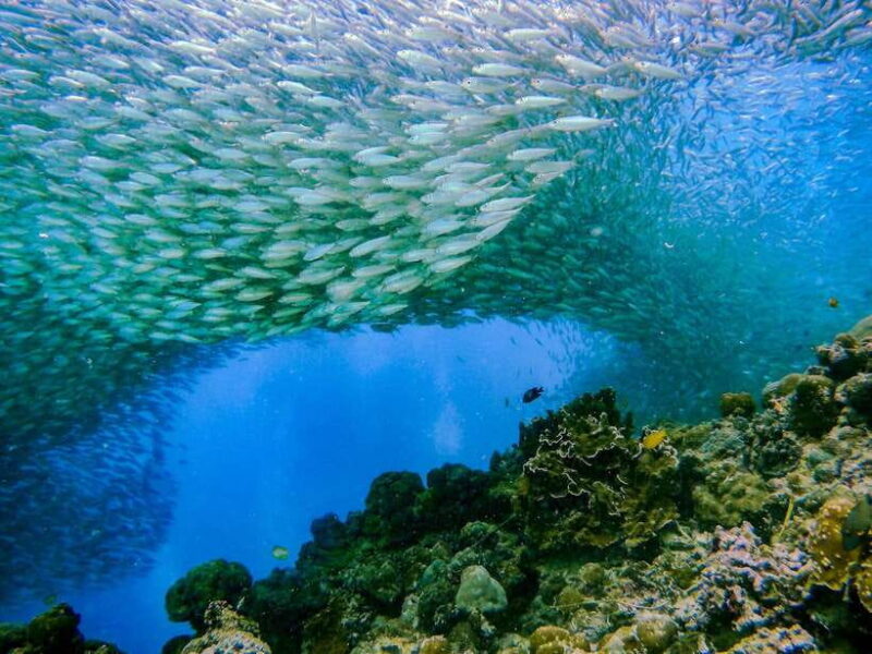 Cebu: Moalboal Sardines and Turtles Snorkeling Tour - Key Points