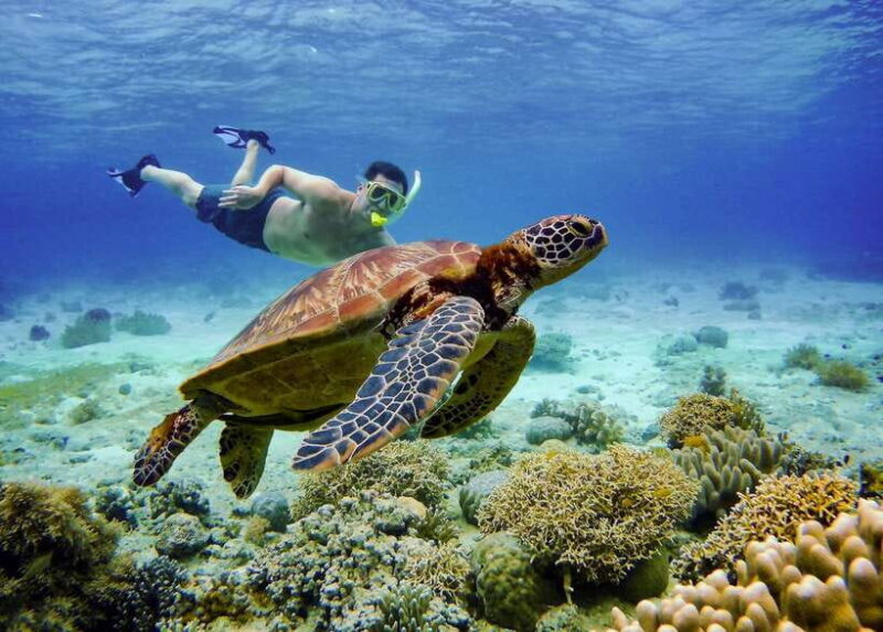 Cebu: Moalboal Sardines and Turtles Snorkeling Tour - What Travelers Can Expect