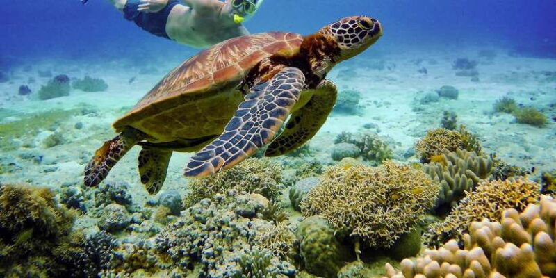 Cebu: Moalboal Sardines and Turtles Snorkeling Tour - Who Will Love This Tour?