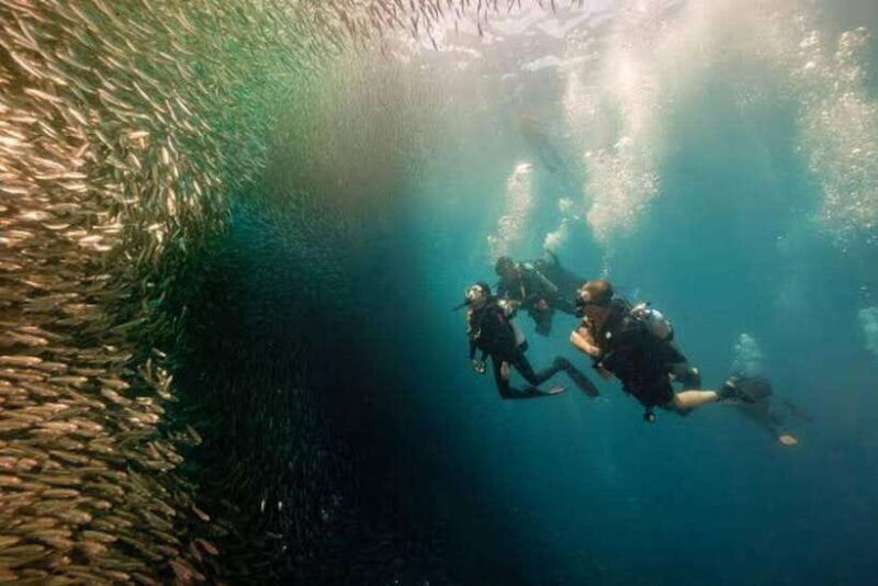 Cebu: Moalboal Scuba Diving, Sardines Run & Pescador Snorkel - Cebu: Moalboal Scuba Diving, Sardines Run & Pescador Snorkel — An Authentic Underwater Adventure