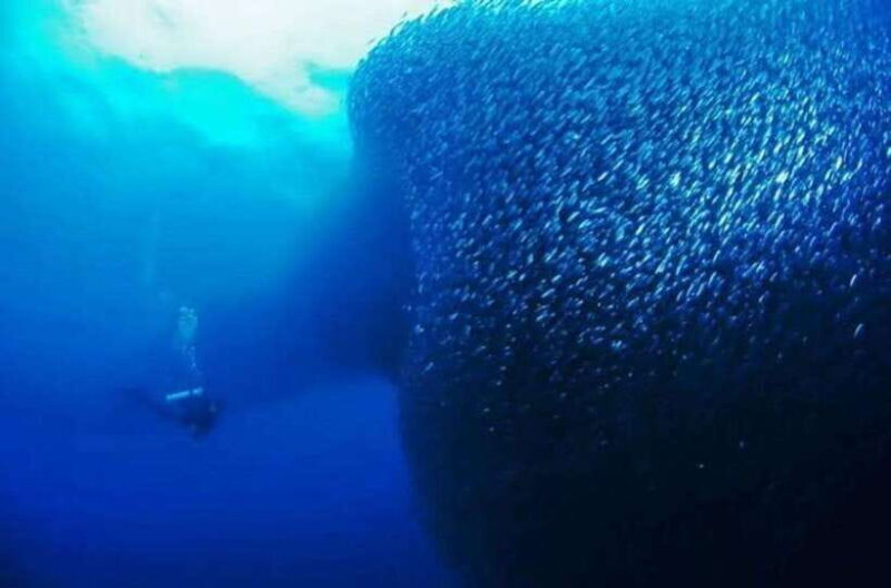 Cebu: Moalboal Scuba Diving, Sardines Run & Pescador Snorkel - Key Points