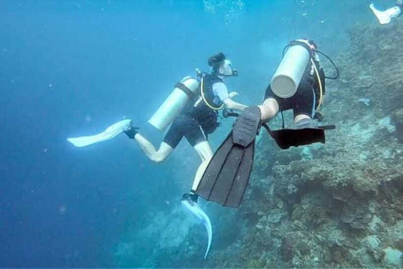 Cebu: Moalboal Scuba Diving, Sardines Run & Pescador Snorkel - Authentic Feedback From Travelers