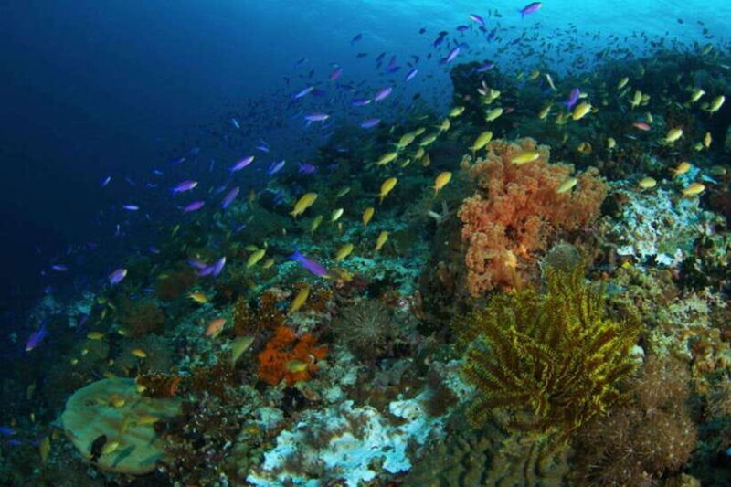 Cebu: Moalboal Scuba Diving, Sardines Run & Pescador Snorkel - The Sum Up: Is It Worth It?