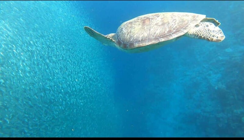 Cebu: Moalboal Scuba Diving, Sardines Run & Pescador Snorkel - FAQ