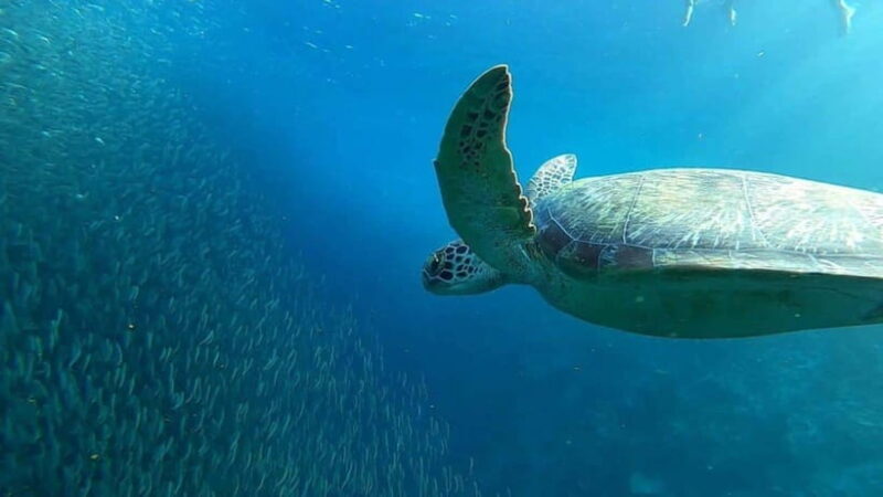 Cebu: Moalboal Snorkeling and Kawasan Falls Canyoneering - Comparing Value and Experience