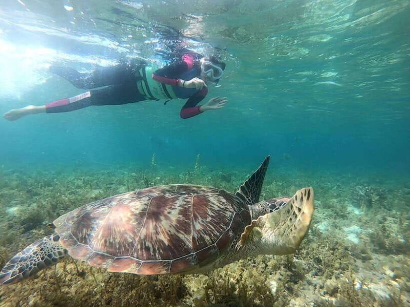 Cebu: Moalboal Snorkeling and Kawasan Falls Canyoneering - Who Should Sign Up?