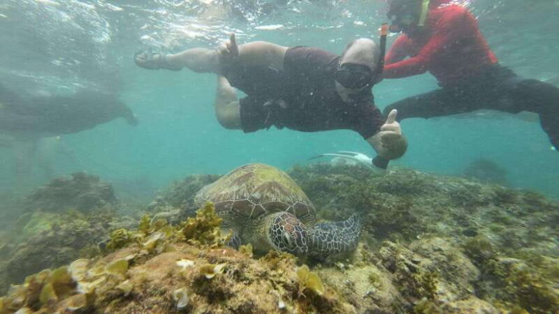 Cebu: Moalboal Snorkeling & Kawasan Canyoneering Adventure - Introduction: Why This Tour Stands Out