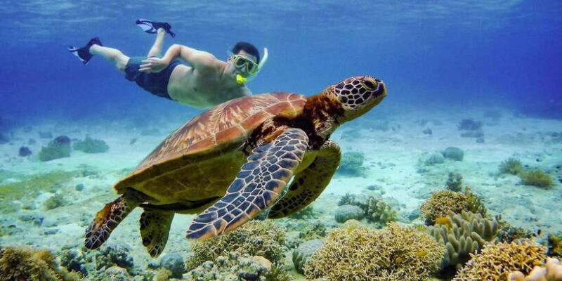 Cebu: Moalboal Snorkeling & Kawasan Canyoneering Adventure - What the Experience Feels Like