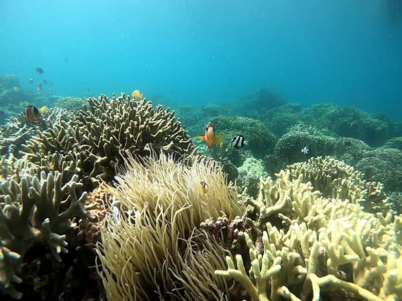 Cebu: Moalboal Snorkeling, Mantayupan Falls & ATV Adventure - FAQ