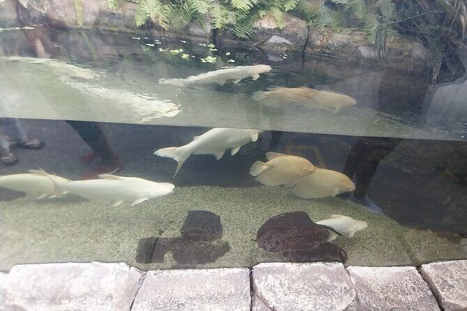 Cebu Ocean Park - The Itinerary Breakdown
