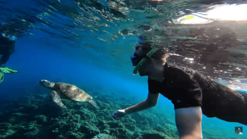 Cebu: Oslob Whale Shark and Moalboal Snorkeling Adventure - Key Points