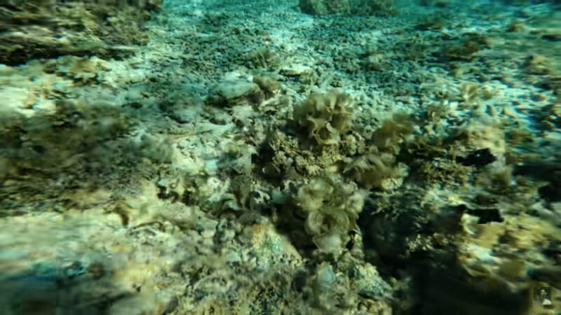 Cebu: Oslob Whale Shark and Moalboal Snorkeling Adventure - Exploring the Tour: A Thorough Breakdown