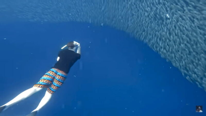 Cebu: Oslob Whale Shark and Moalboal Snorkeling Adventure - Practical Tips for Your Adventure