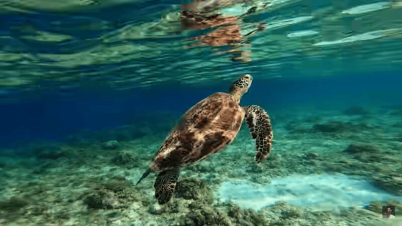 Cebu: Oslob Whale Shark and Moalboal Snorkeling Adventure - Final Thoughts: Who Will Appreciate This Tour?