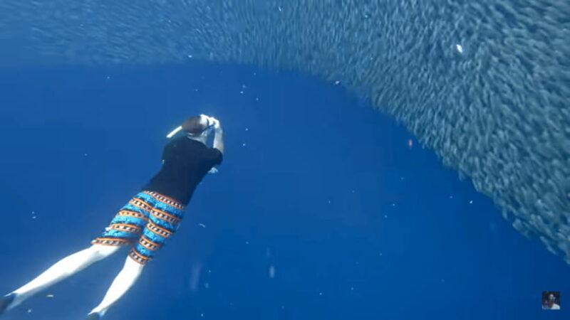 Cebu: Oslob Whale Shark and Moalboal Snorkeling Tour - FAQ