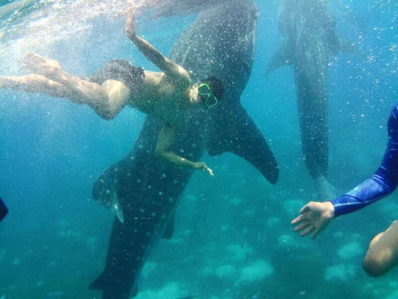 Cebu: Oslob Whale Shark Encounter & SUMILON with Transfers - Key Points