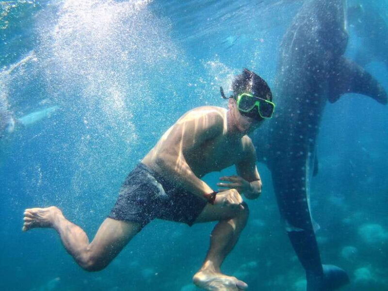 Cebu: Oslob Whale Shark Encounter & SUMILON with Transfers - What This Tour Offers in Detail