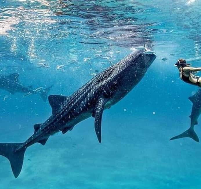 Cebu: Oslob Whale Shark Swim and Sumilon Island Day Tour - An Honest Look at the Experience