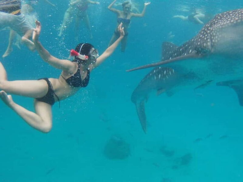 Cebu: Oslob Whale Shark Swimming and Tumalog Falls Tour - Key Points