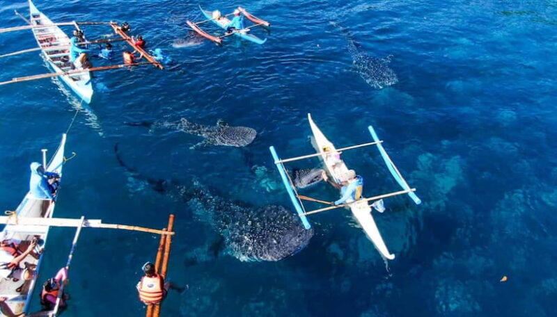 Cebu: Oslob Whale Shark Swimming and Tumalog Falls Tour - The Sum Up