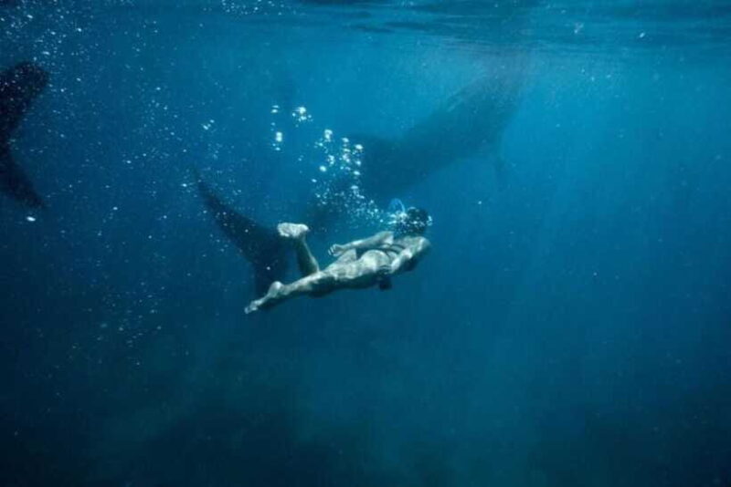 Cebu: Oslob Whale Shark Swimming and Tumalog Falls Tour - FAQ
