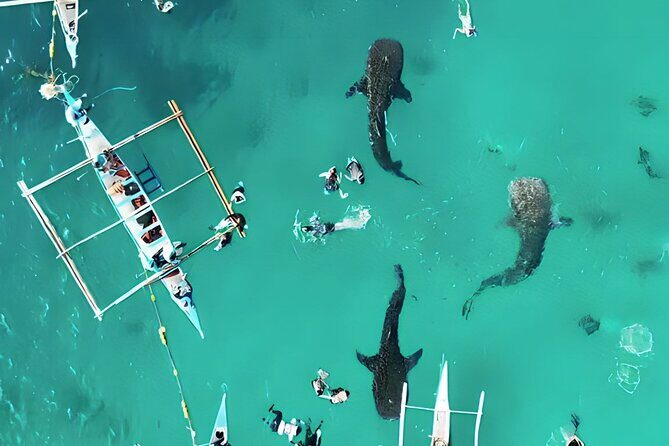 Cebu: Oslob Whale Shark Swimming & Kawasan Falls Canyoneering - Starting the Day: Early Pickup and Travel Time