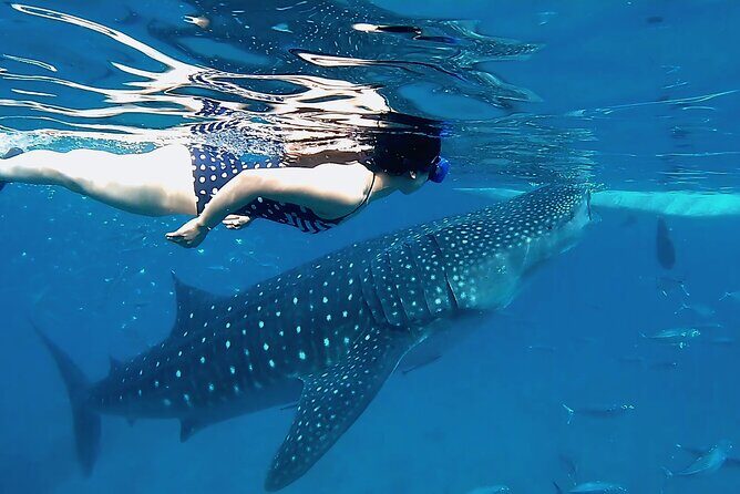 Cebu: Oslob Whale Shark Swimming & Kawasan Falls Canyoneering - Kawasan Falls Canyoneering: The Heart-Pumping Adventure