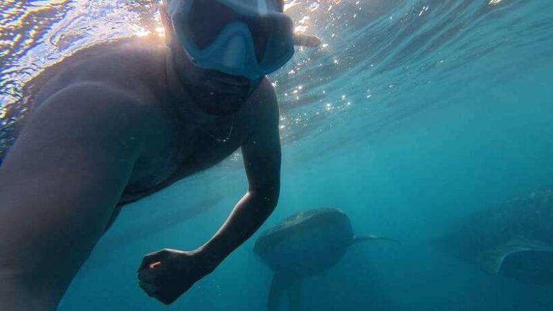 Cebu Oslob Whale Shark Swimming & Kawasan Falls Canyoneering - Scenic Drive Back and a Quick Lunch