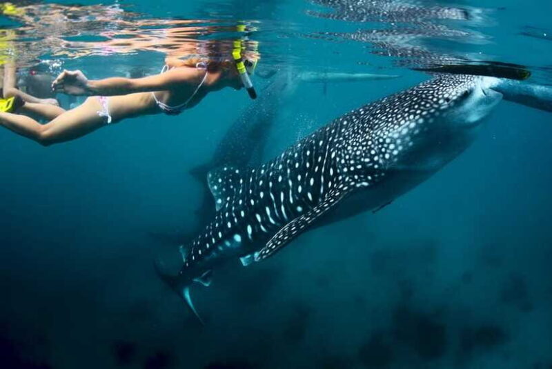 Cebu: Oslob Whale Shark Swimming - Authentic Encounters and What Past Travelers Say