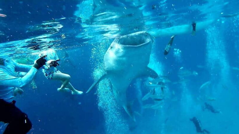 Cebu: Oslob Whale Shark Watching and Inambakan Waterfalls - A Full-Day Adventure in Cebu: What to Expect