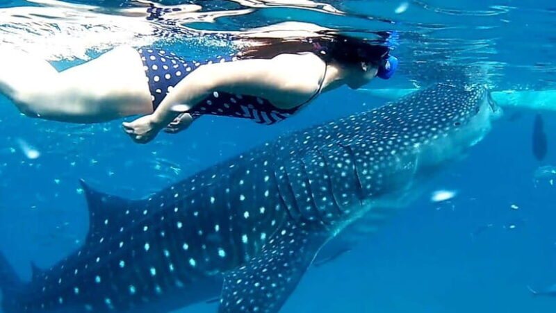 Cebu: Oslob Whale Shark Watching and Inambakan Waterfalls - Practical Details & What’s Included