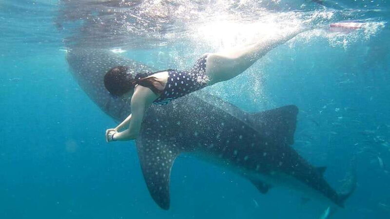 Cebu: Oslob Whale Shark Watching Tour with Hotel Transfer - Key Points