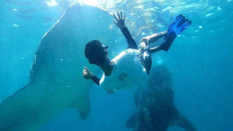 Cebu: Oslob Whale Shark Watching Tour with Hotel Transfer - Who is This Tour Best Suited For?