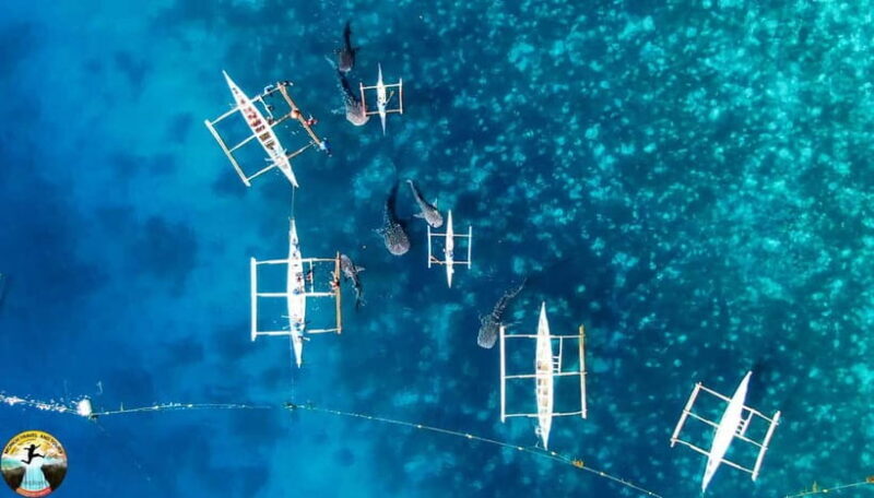 Cebu: Oslob Whale Sharks & Kawasan Canyoneering Group Tour - FAQ