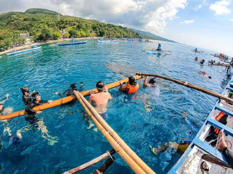 Cebu: Oslob Whale Sharks, Moalboal Sardine Run & Turtles - What to Expect from the Tour