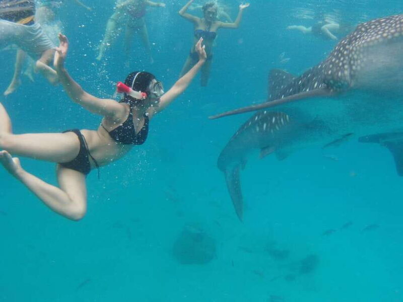 Cebu: Oslob Whale Sharks, Tumalog Falls & Sardine Snorkeling - Cebu: Oslob Whale Sharks, Tumalog Falls & Sardine Snorkeling — A Practical Guide