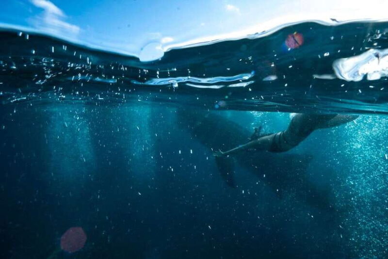 Cebu: Oslob Whale Sharks, Tumalog Falls & Sardine Snorkeling - What Makes this Tour Stand Out?