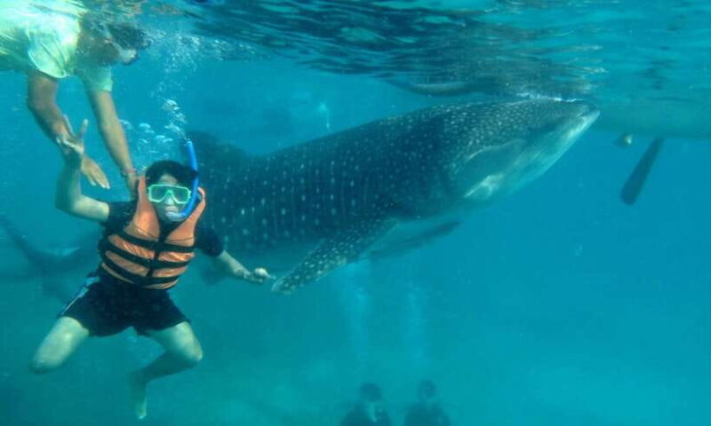 Cebu: Oslob Whale Sharks, Tumalog Falls & Sardine Snorkeling - Who Should Consider This Tour?