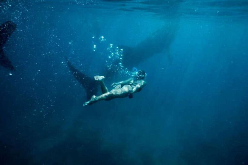 Cebu: Oslob Whale Sharks, Tumalog Falls & Sardine Snorkeling - Final Thoughts: Is It Worth It?