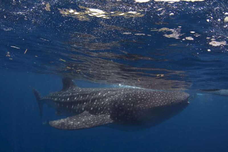 Cebu: Oslob Whale Sharks, Tumalog Falls & Sardine Snorkeling - FAQ