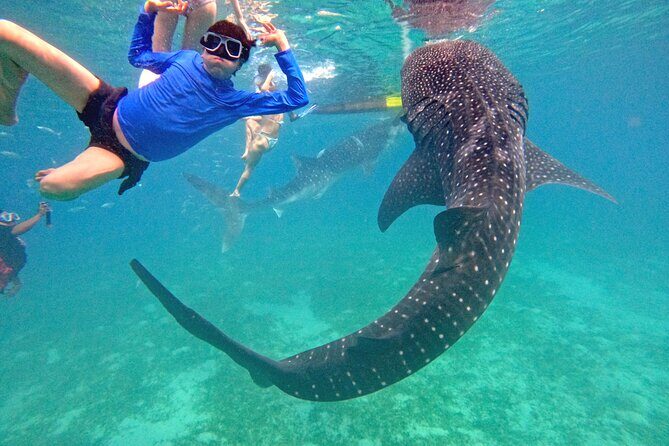Cebu Oslob Whaleshark and Sumilon Island Full-Day Private Tour - A Genuine Look at the Experience